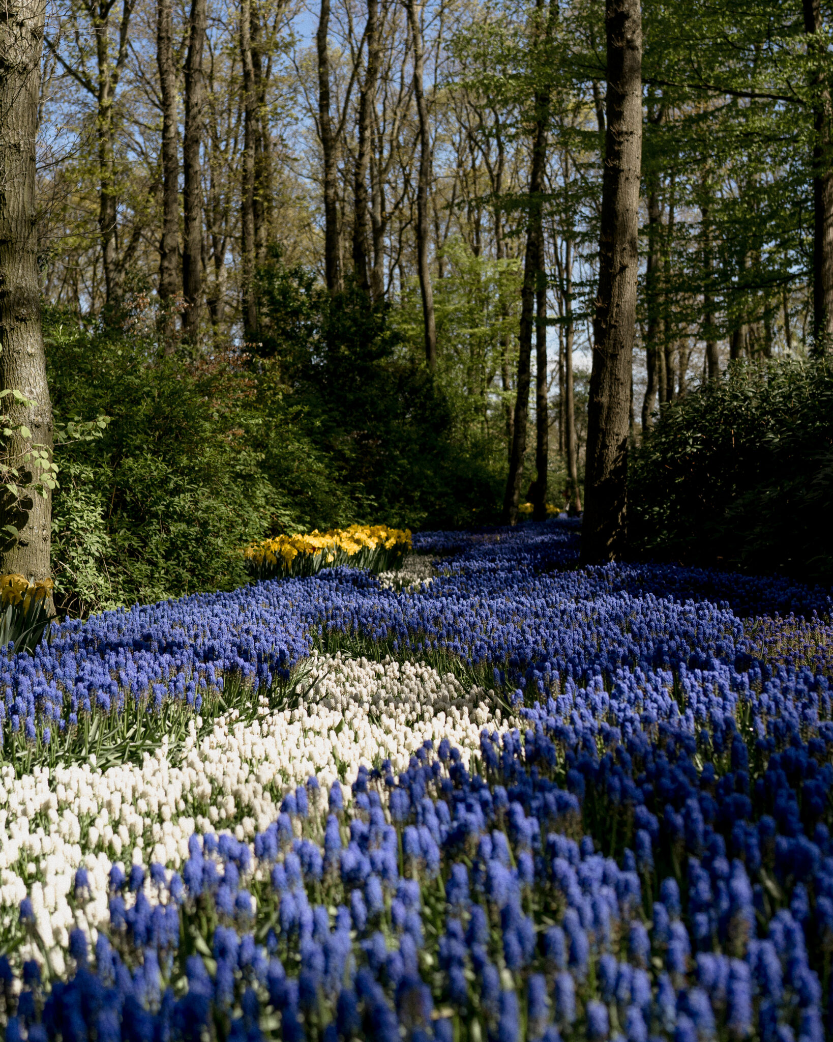 Keukenhof Gardens: Helpful Tips for Planning Your Visit | Chelsea Dinen